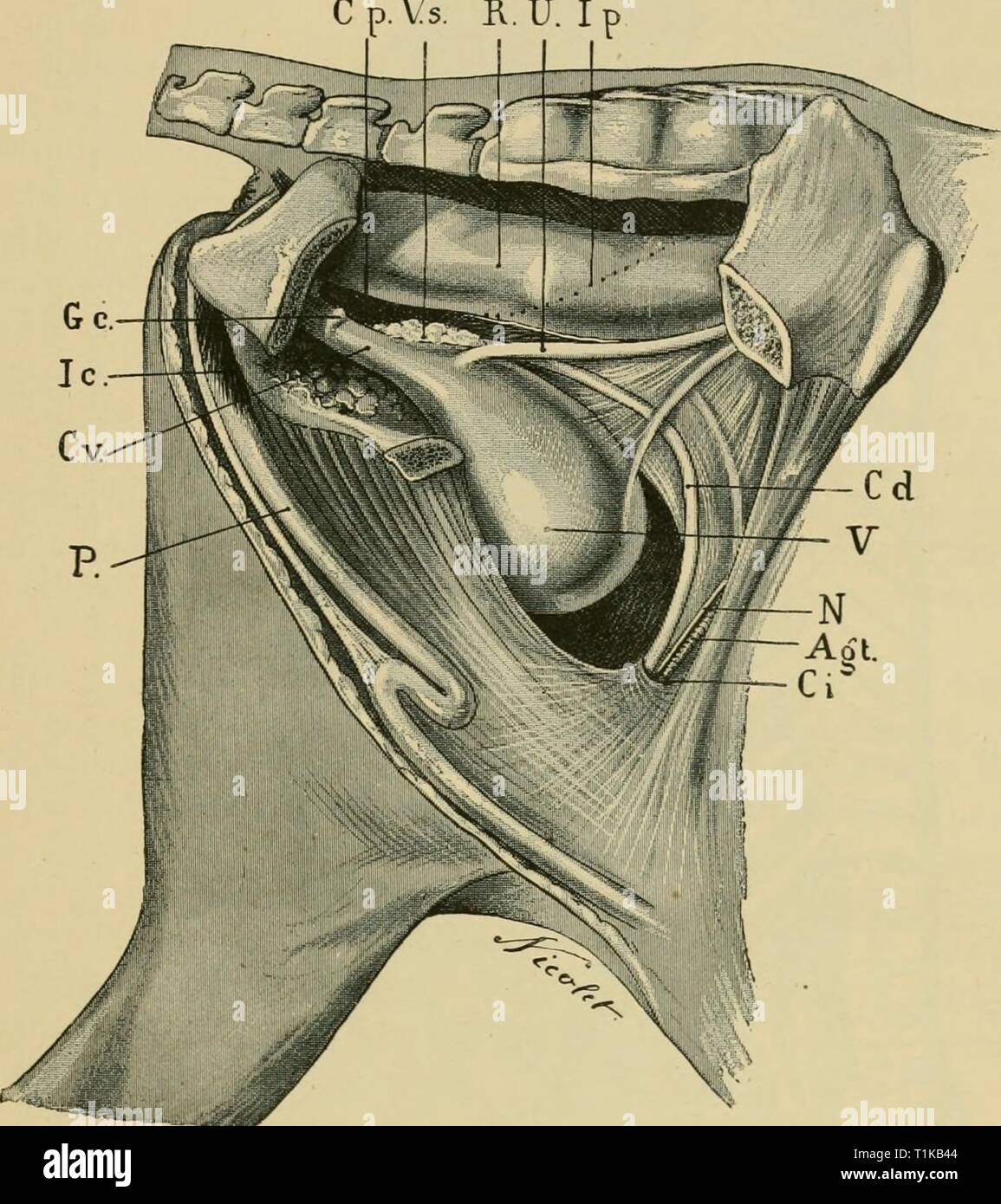 Peritoneal cavity hi-res stock photography and images - Alamy