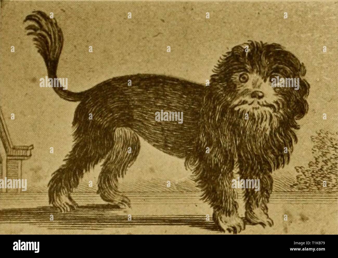 The dog book a Stock Photo - Alamy