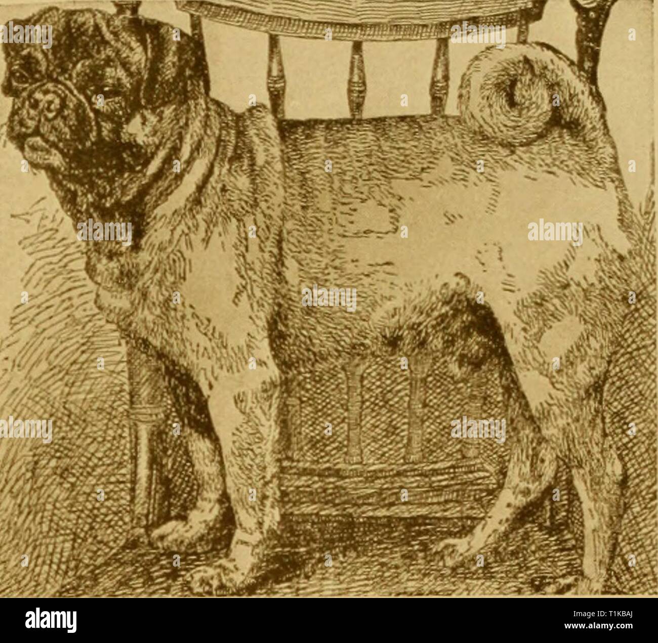 The dog book a Stock Photo - Alamy