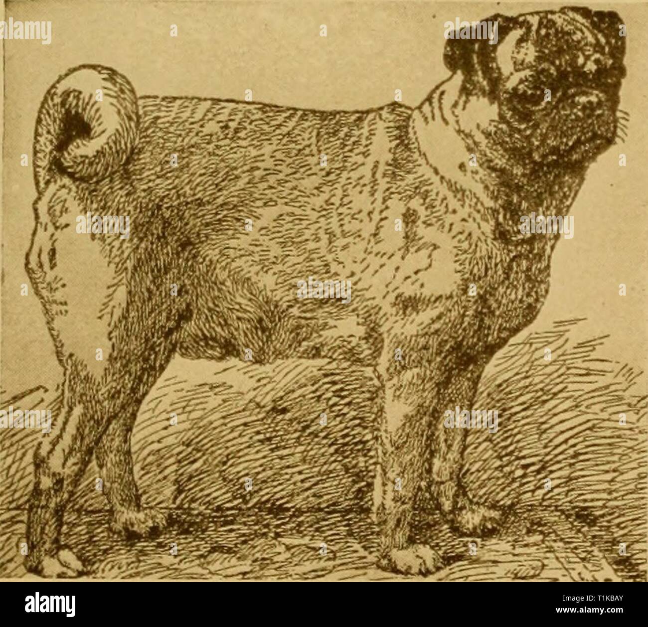 The dog book a Stock Photo - Alamy