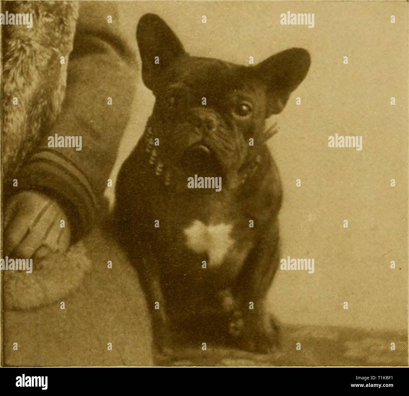 The dog book a Stock Photo - Alamy