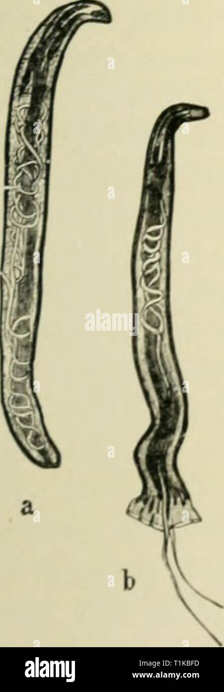 Tooth thickness hi-res stock photography and images - Alamy