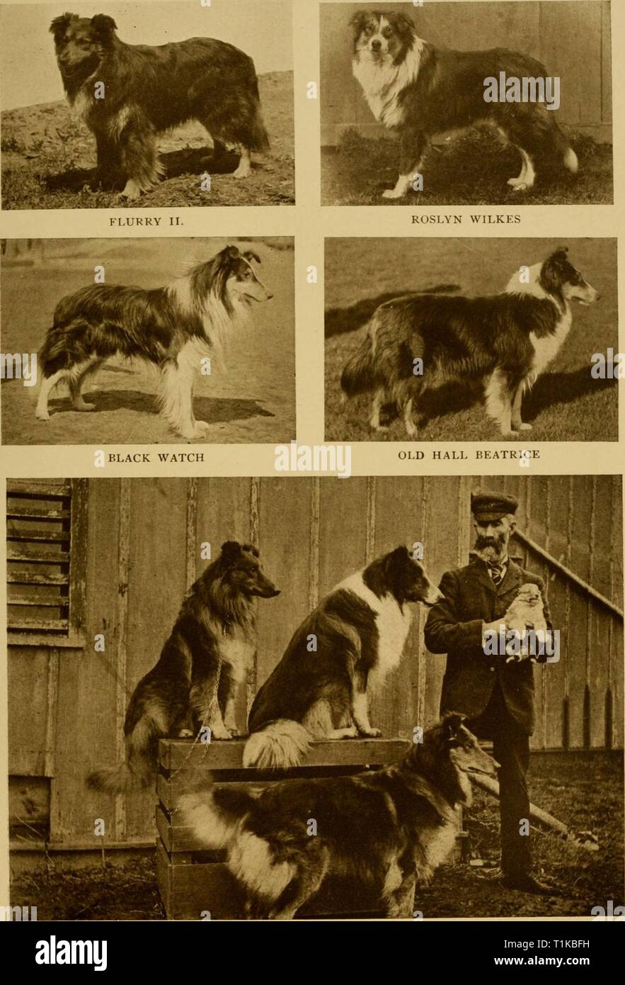 The dog book a Stock Photo - Alamy