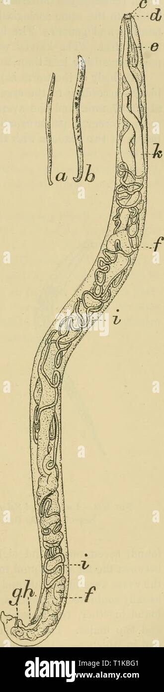 Bladder worm hi-res stock photography and images - Alamy