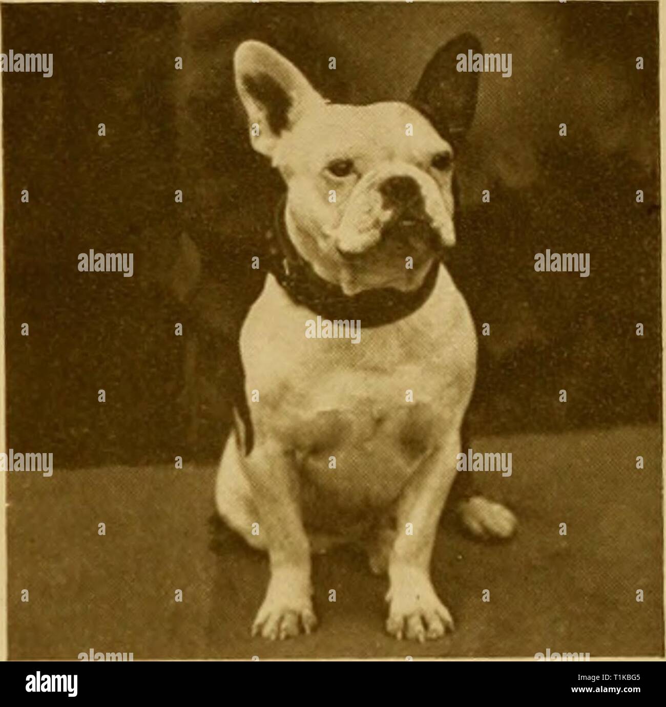 The dog book a Stock Photo - Alamy