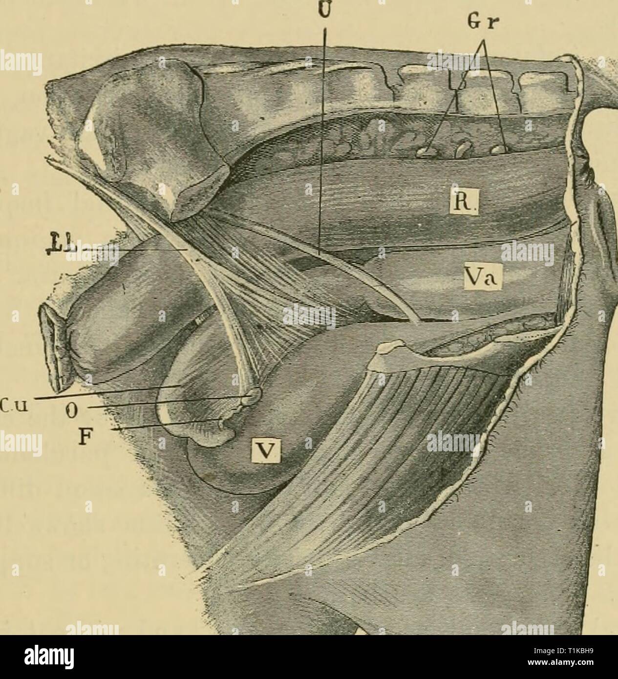 Genital examination hi-res stock photography and images - Alamy