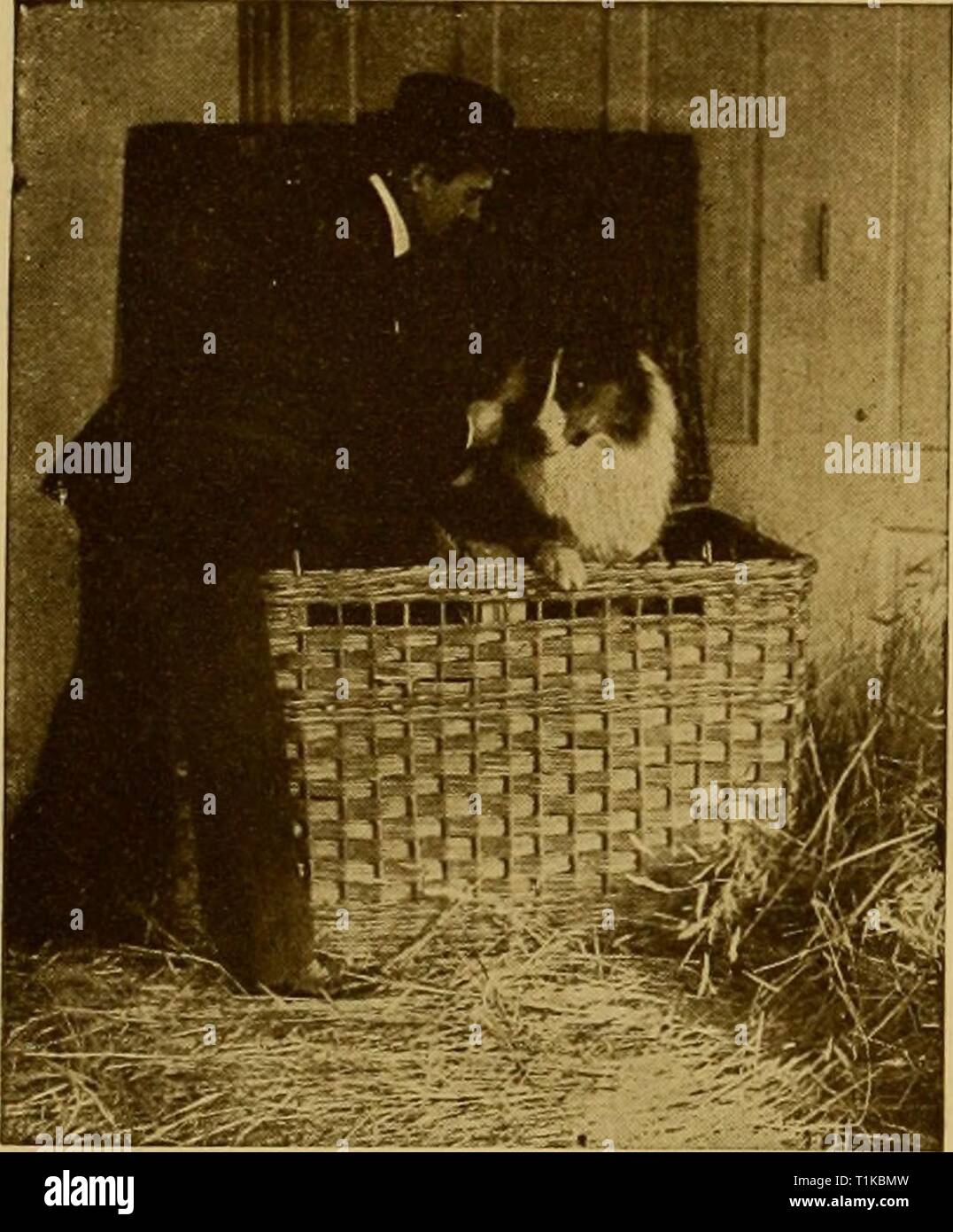 The dog book a Stock Photo - Alamy