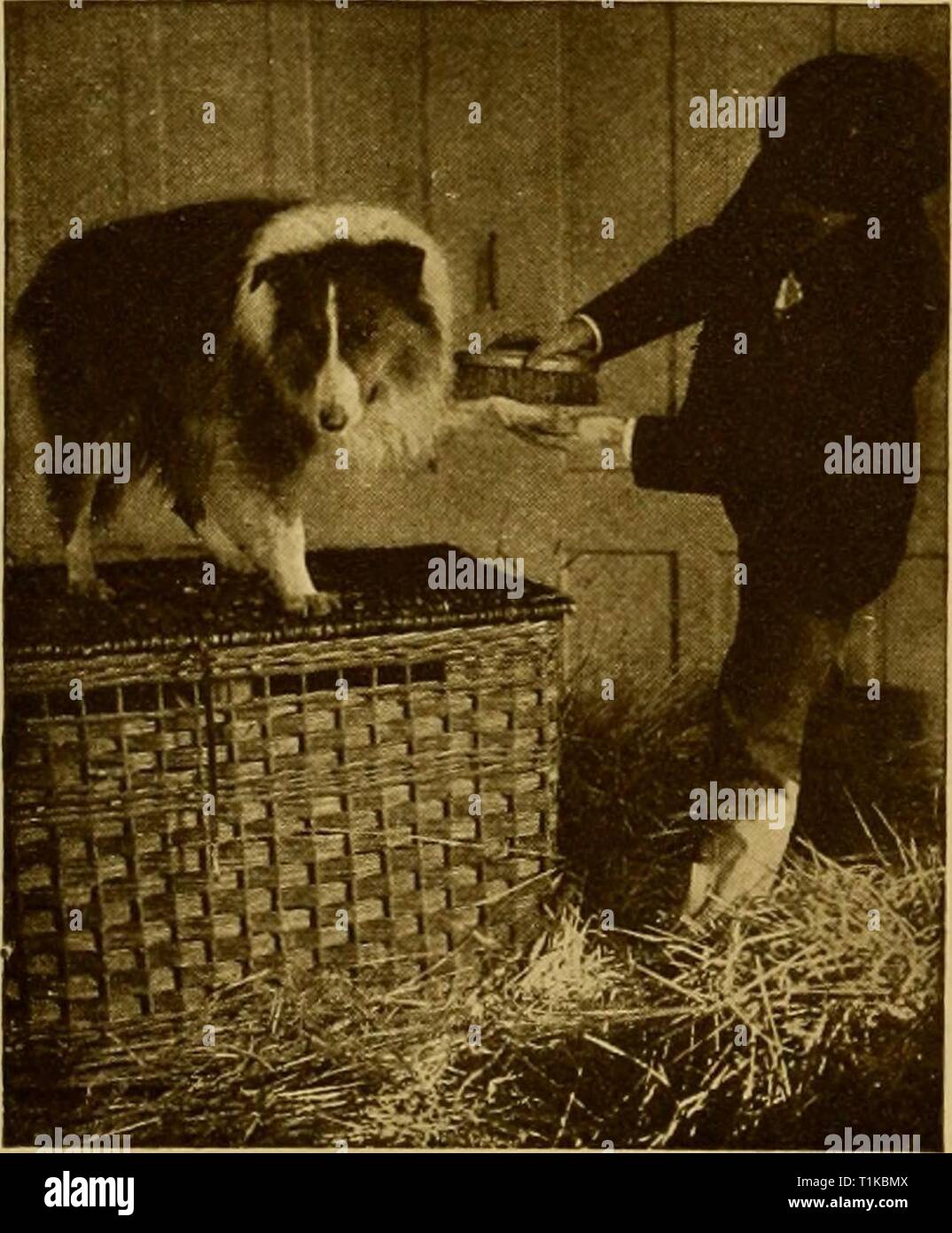 The dog book a Stock Photo - Alamy