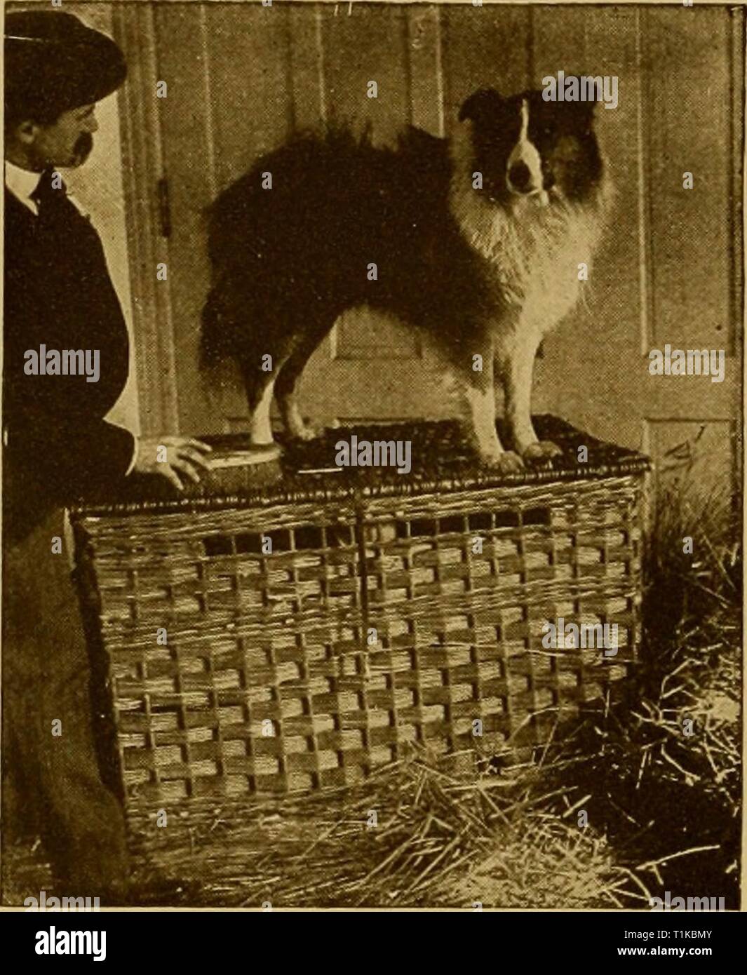 The dog book a Stock Photo - Alamy