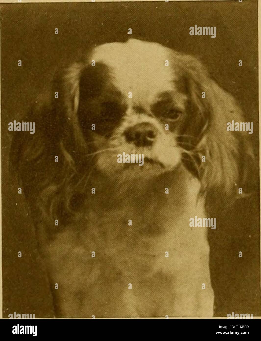 The dog book a Stock Photo - Alamy