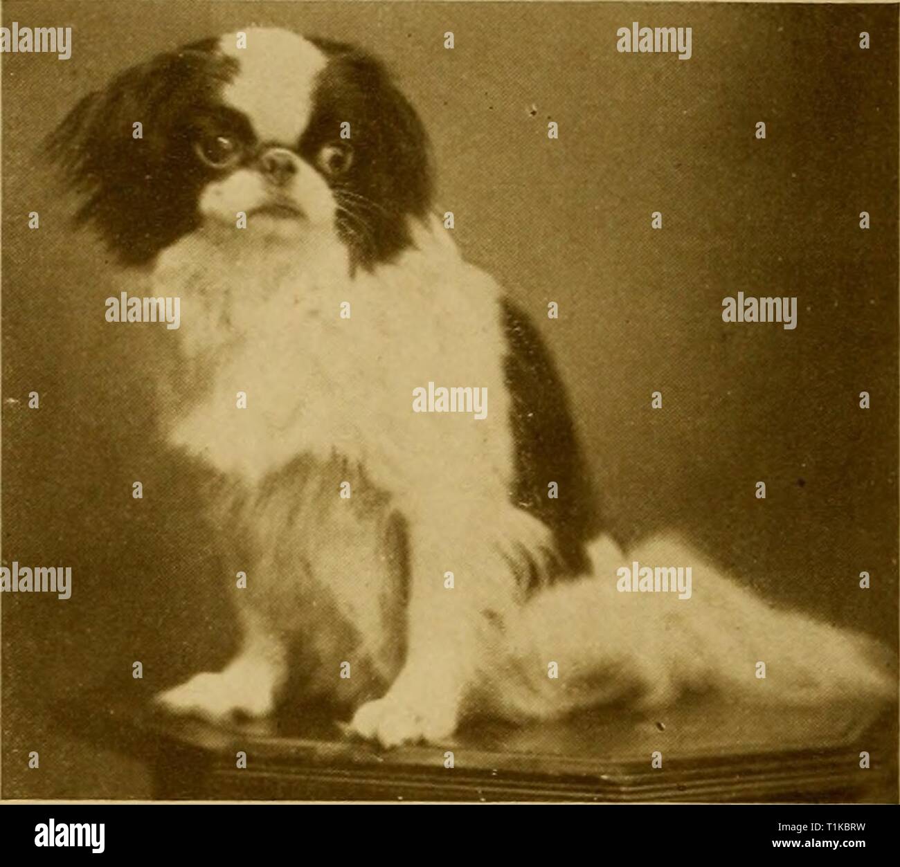 The dog book a Stock Photo - Alamy