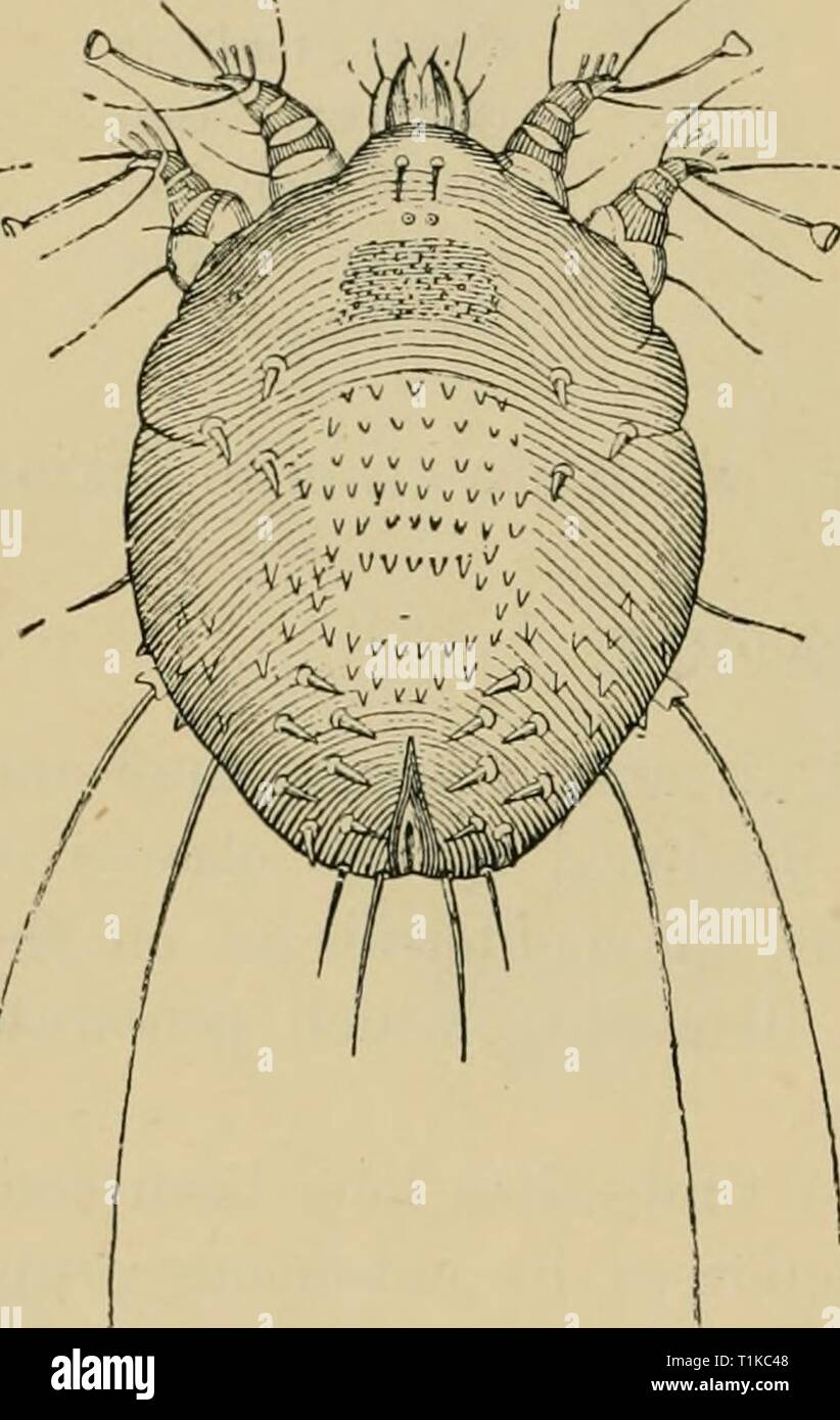 Diseases of cattle, sheep, goats Diseases of cattle, sheep, goats and ...