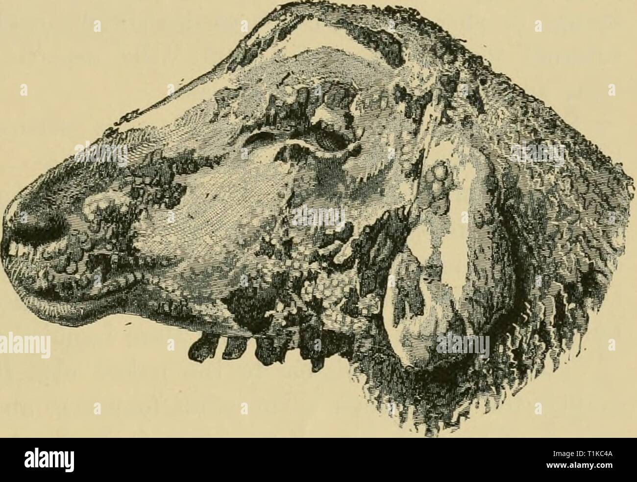 Diseases of cattle, sheep, goats Diseases of cattle, sheep, goats and ...