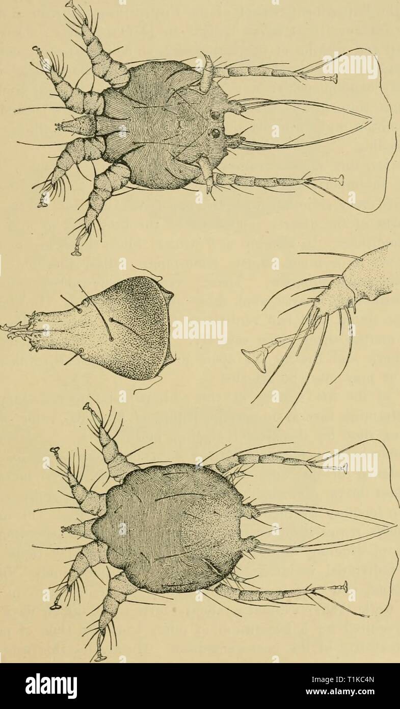 Sheep scab hi-res stock photography and images - Alamy