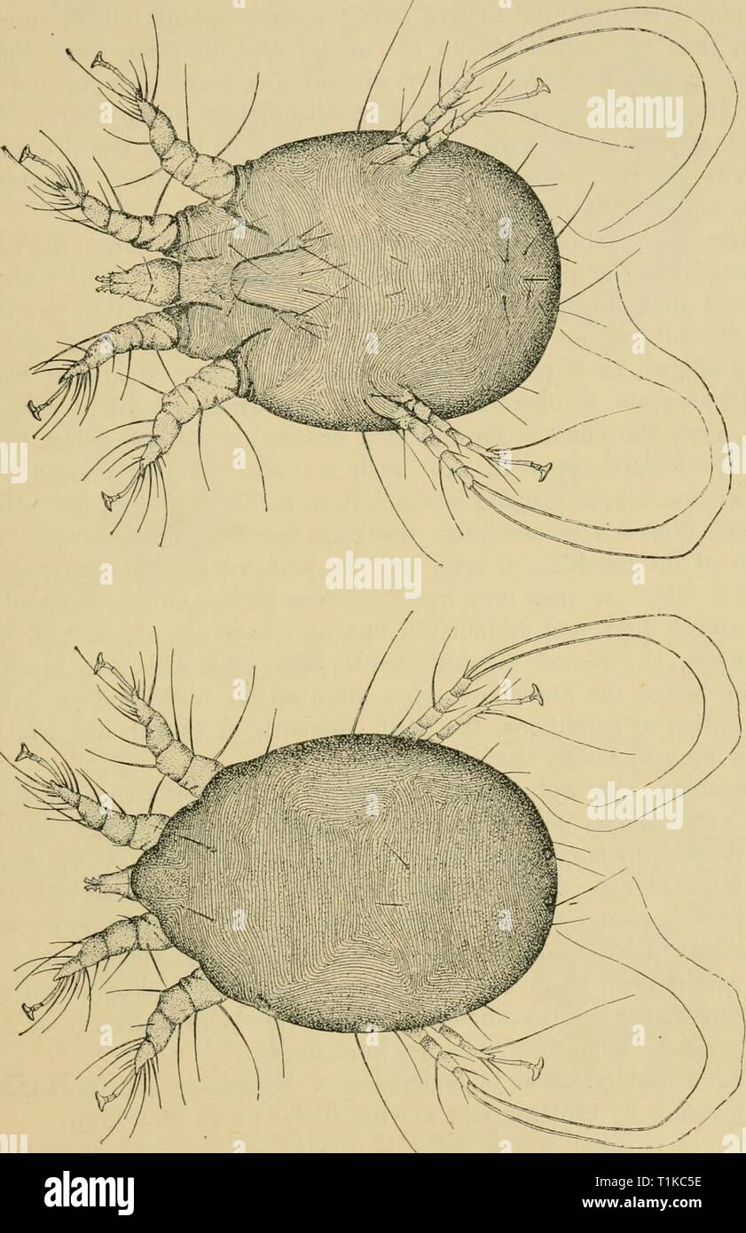 Mange mites hi-res stock photography and images - Alamy