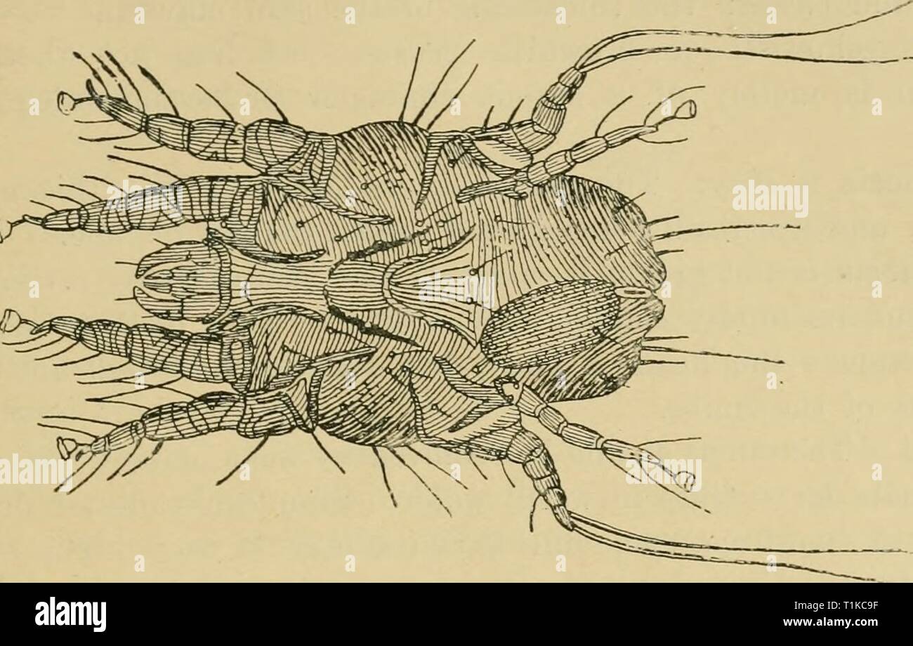 Sheep scab hi-res stock photography and images - Alamy