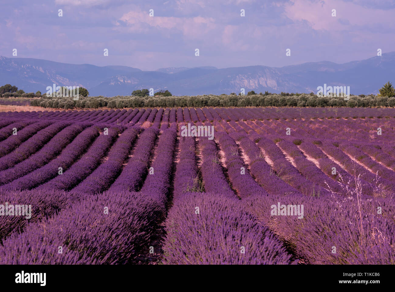 lavender field in summer purple aromatic flowers near valensole in provence france Stock Photo ...