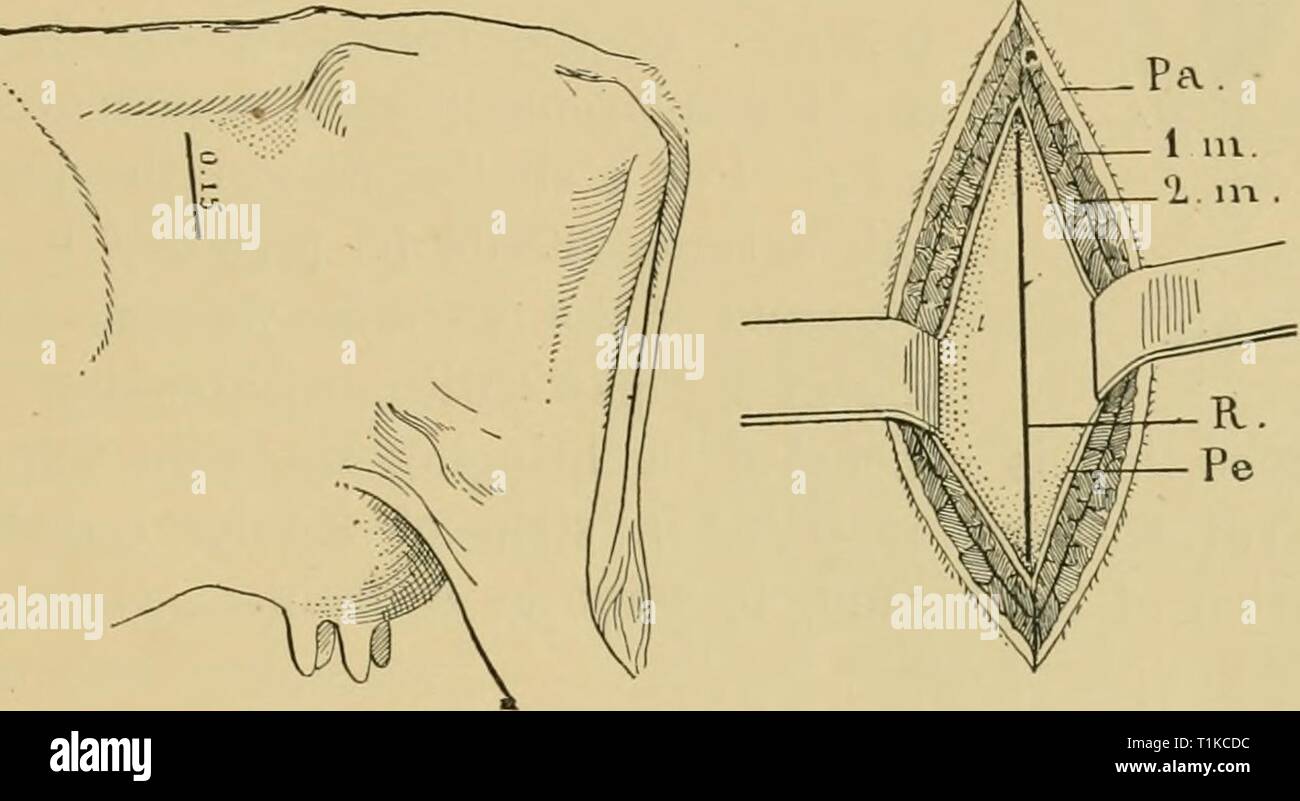 Rumen leather hi-res stock photography and images - Alamy