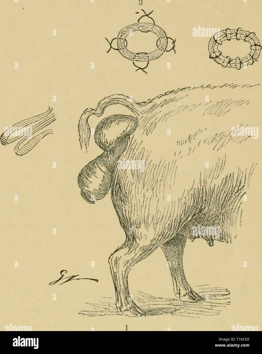 Diseases of cattle, sheep, goats Diseases of cattle, sheep, goats and ...