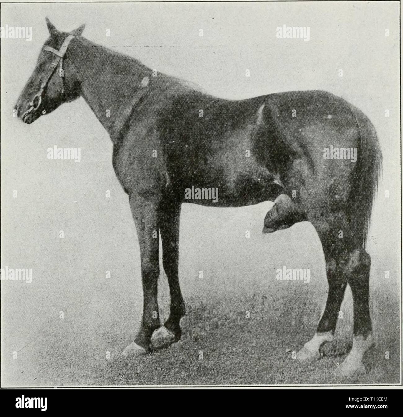 Prepuce hi-res stock photography and images - Alamy