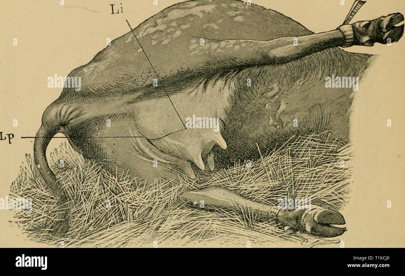 Diseases of cattle, sheep, goats Diseases of cattle, sheep, goats and ...