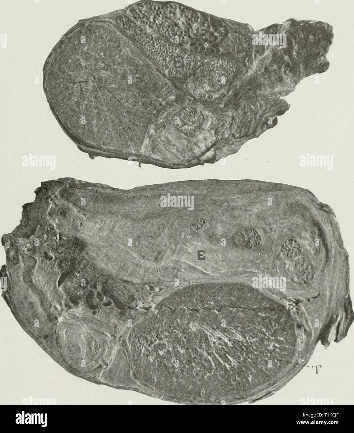 The diseases of the genital The diseases of the genital organs of ...