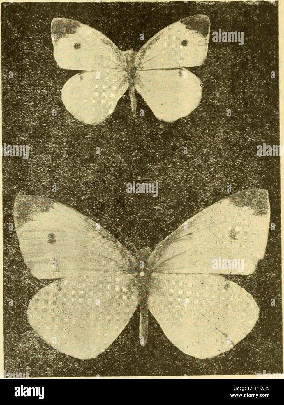 Dobutsugaku zasshi (1922 Stock Photo - Alamy