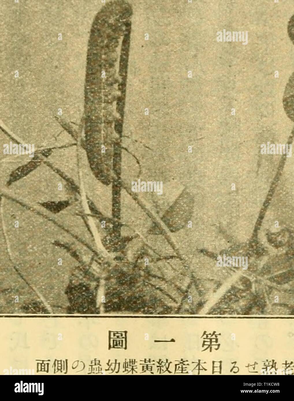 Dobutsugaku zasshi (1922 Stock Photo - Alamy