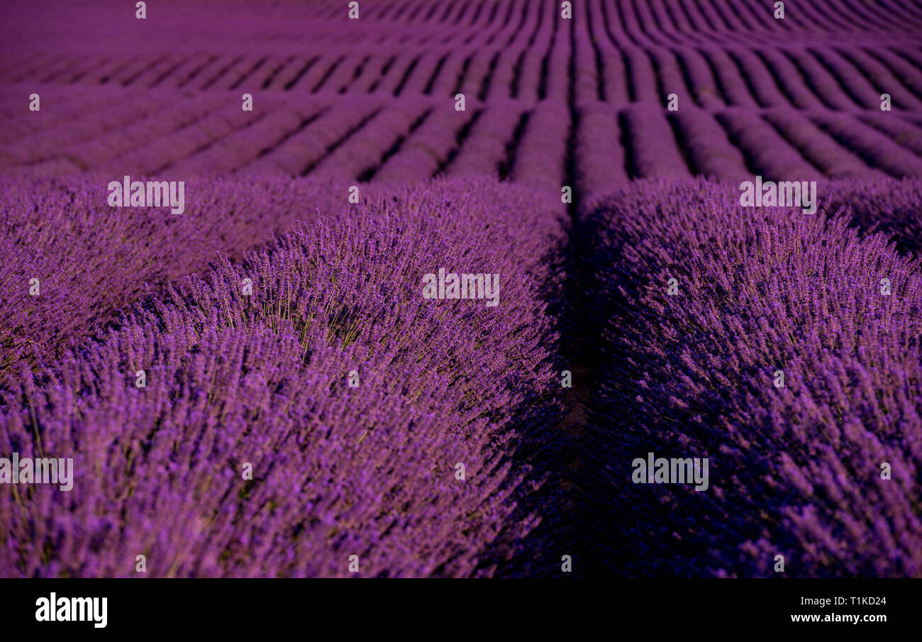 lavender field in summer purple aromatic flowers near valensole in provence france Stock Photo ...