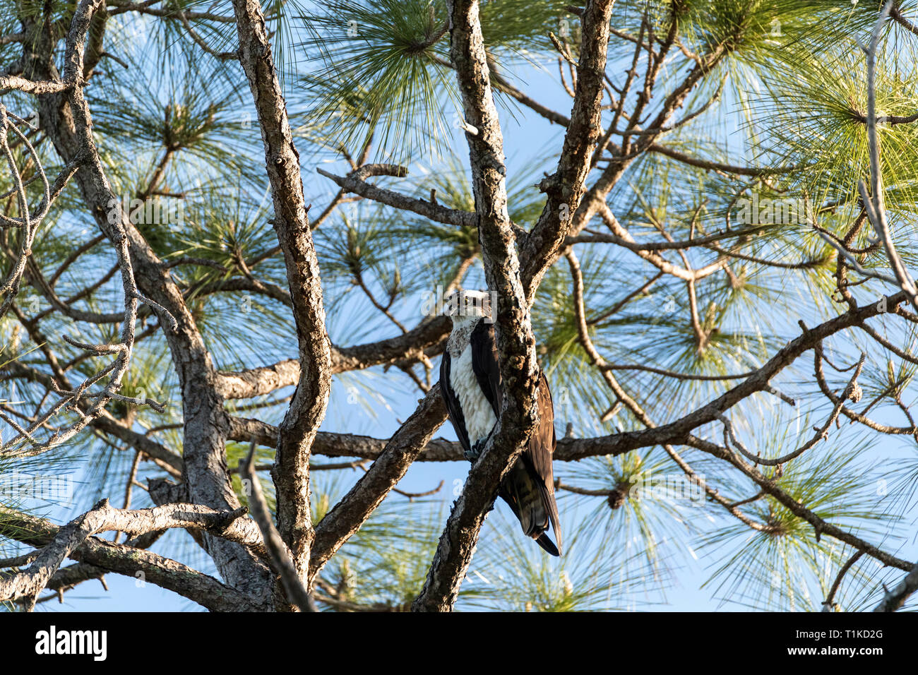 Osprey Pandion haliaetus perches in a pine tree in Naples, Florida ...
