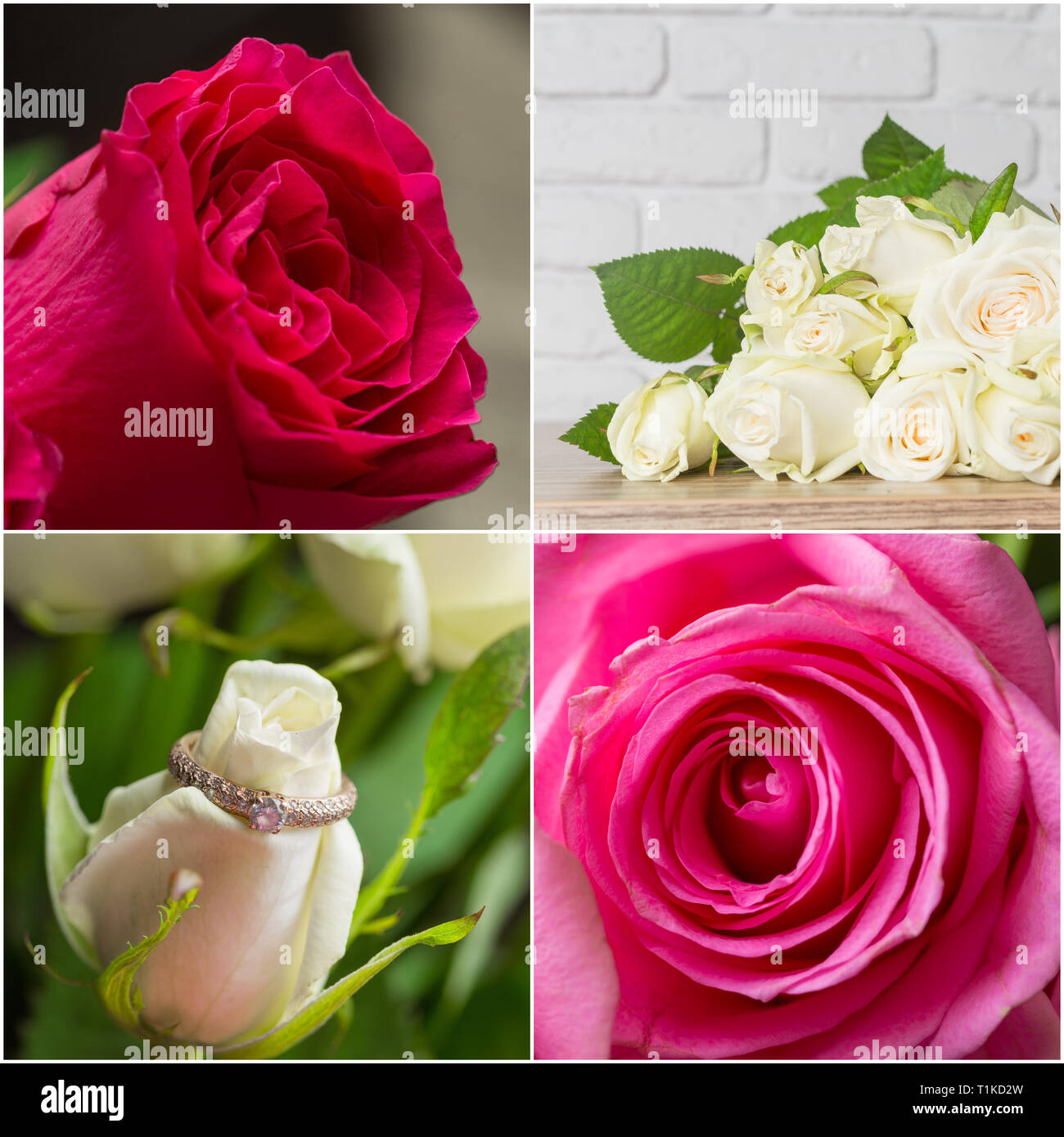 Beautiful roses collage Stock Photo - Alamy