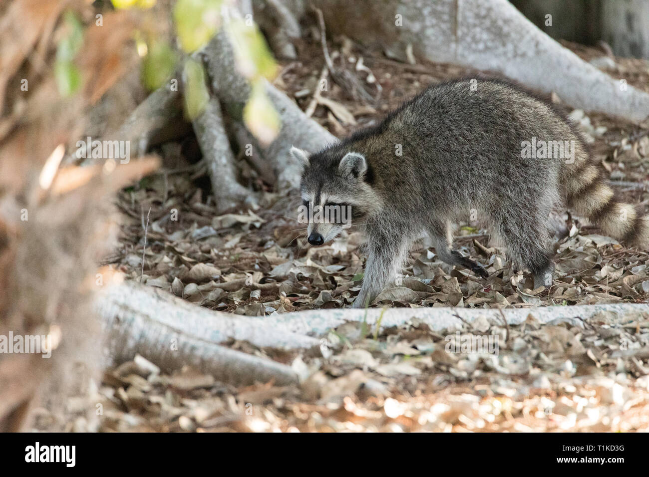 Young chubby raccoon Procyon lotor hunts for food in the forest of ...