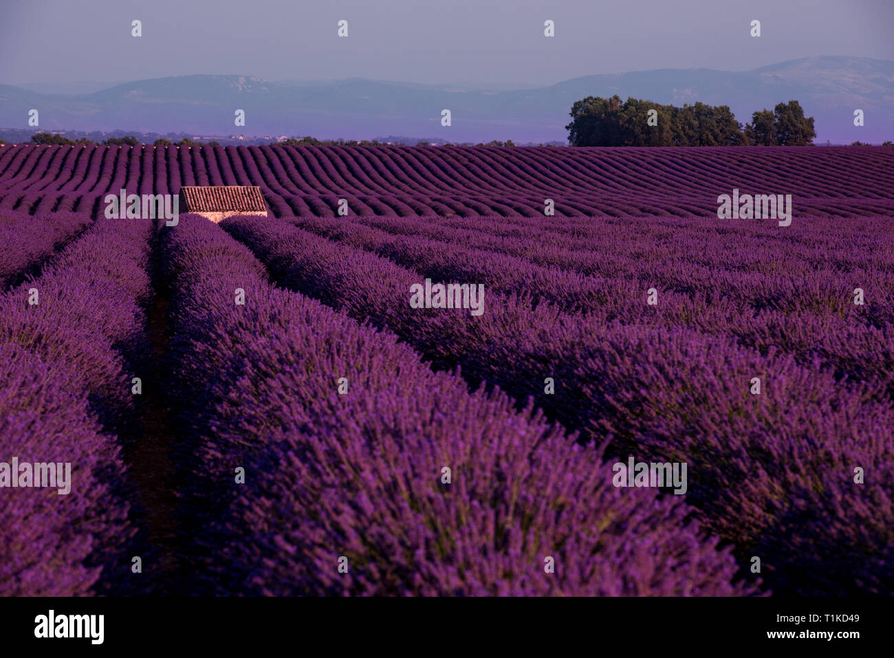 lonely old abandoned stone house at lavender field in summer purple aromatic flowers near ...