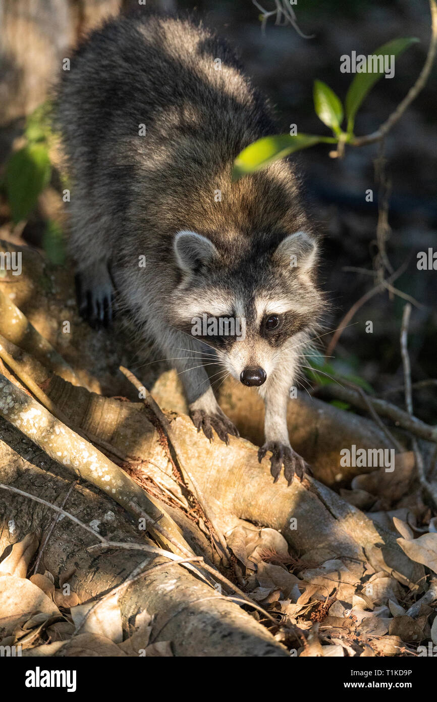 Young chubby raccoon Procyon lotor hunts for food in the forest of ...