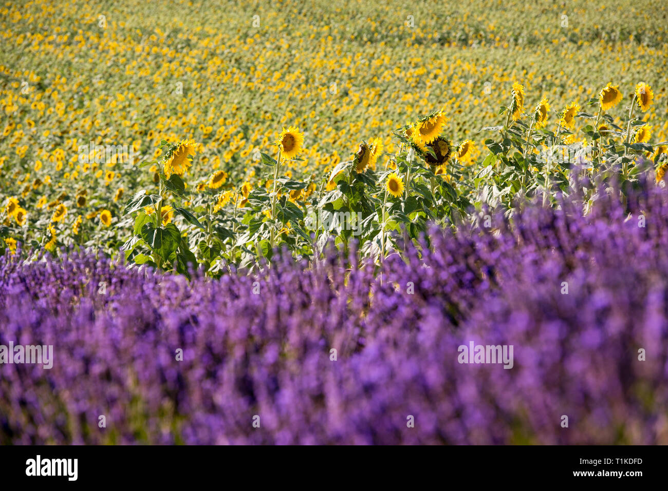 Stunning rural landscape with lavender and sunflower field Plateau of ...