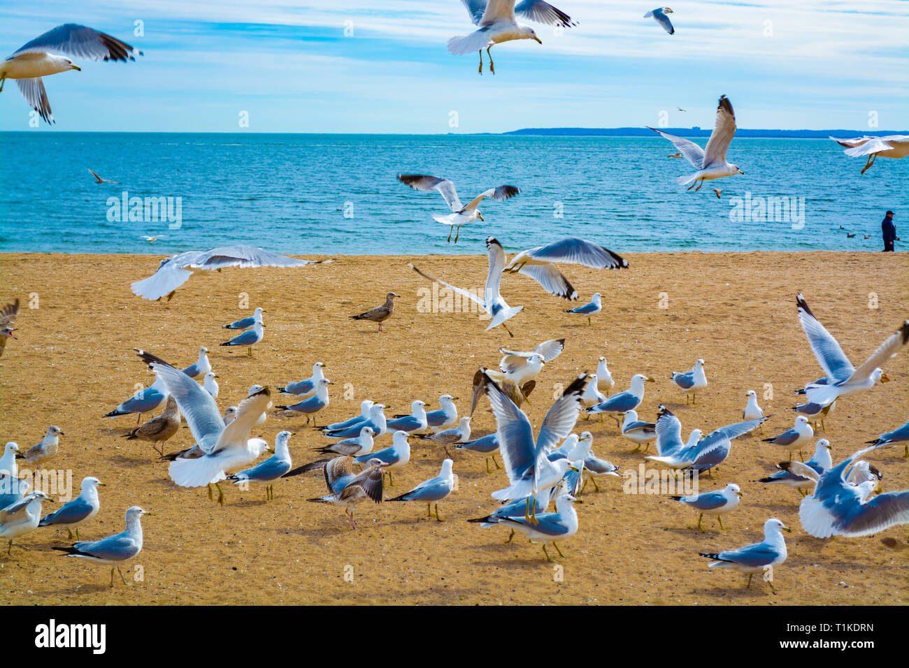 Birding in brooklyn hi-res stock photography and images - Alamy