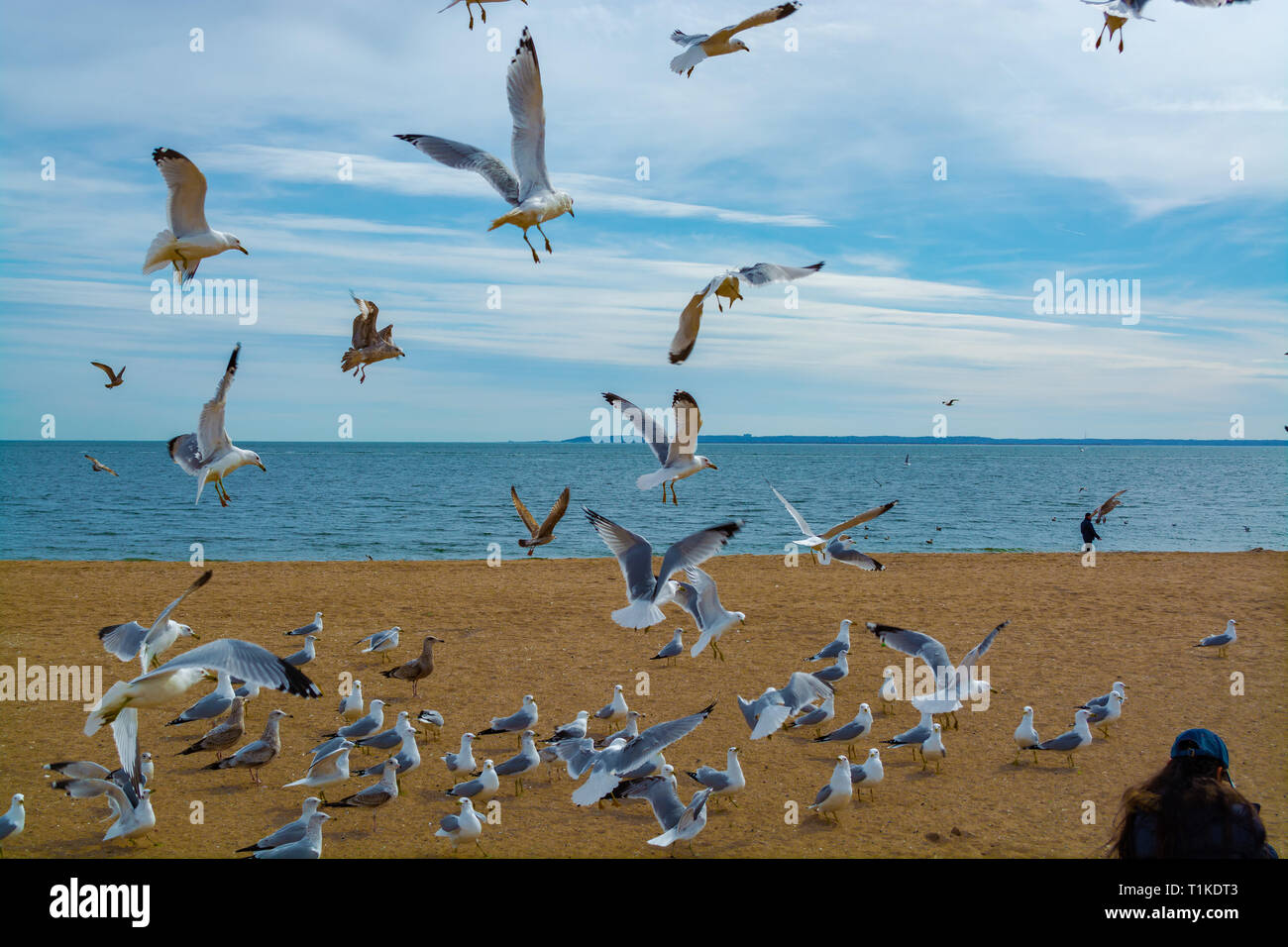 Birds on beach coney island hi-res stock photography and images - Alamy