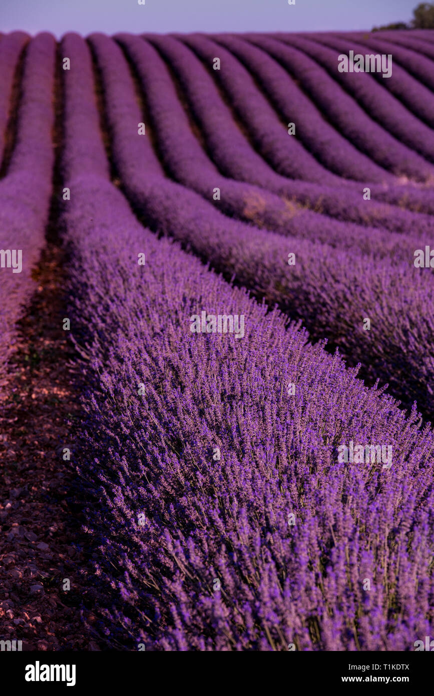 lavender field in summer purple aromatic flowers near valensole in provence france Stock Photo ...