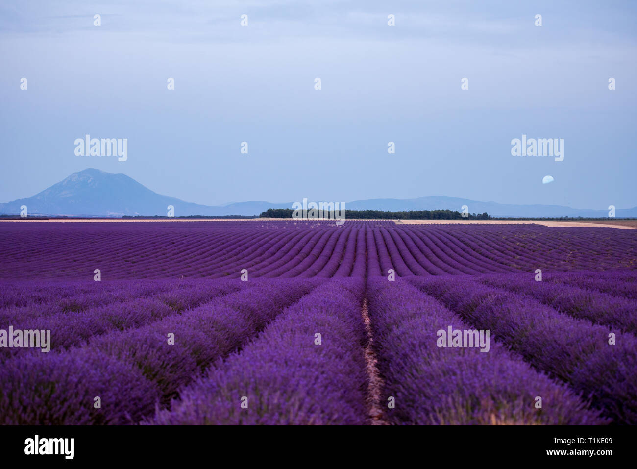 the moon above lavender field in summer purple aromatic flowers near valensole in provence ...