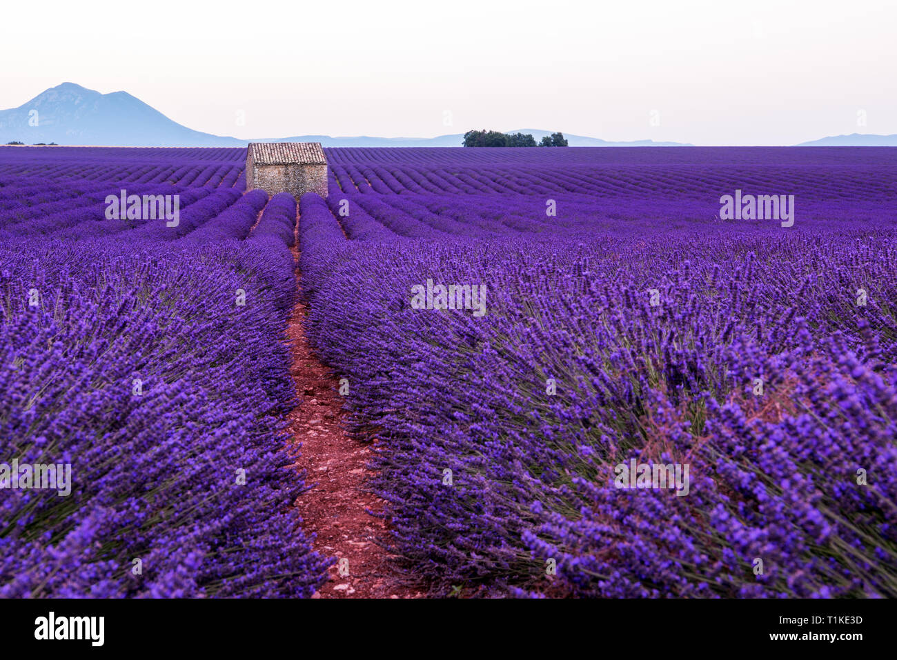 lavender field in summer purple aromatic flowers near valensole in provence france Stock Photo ...
