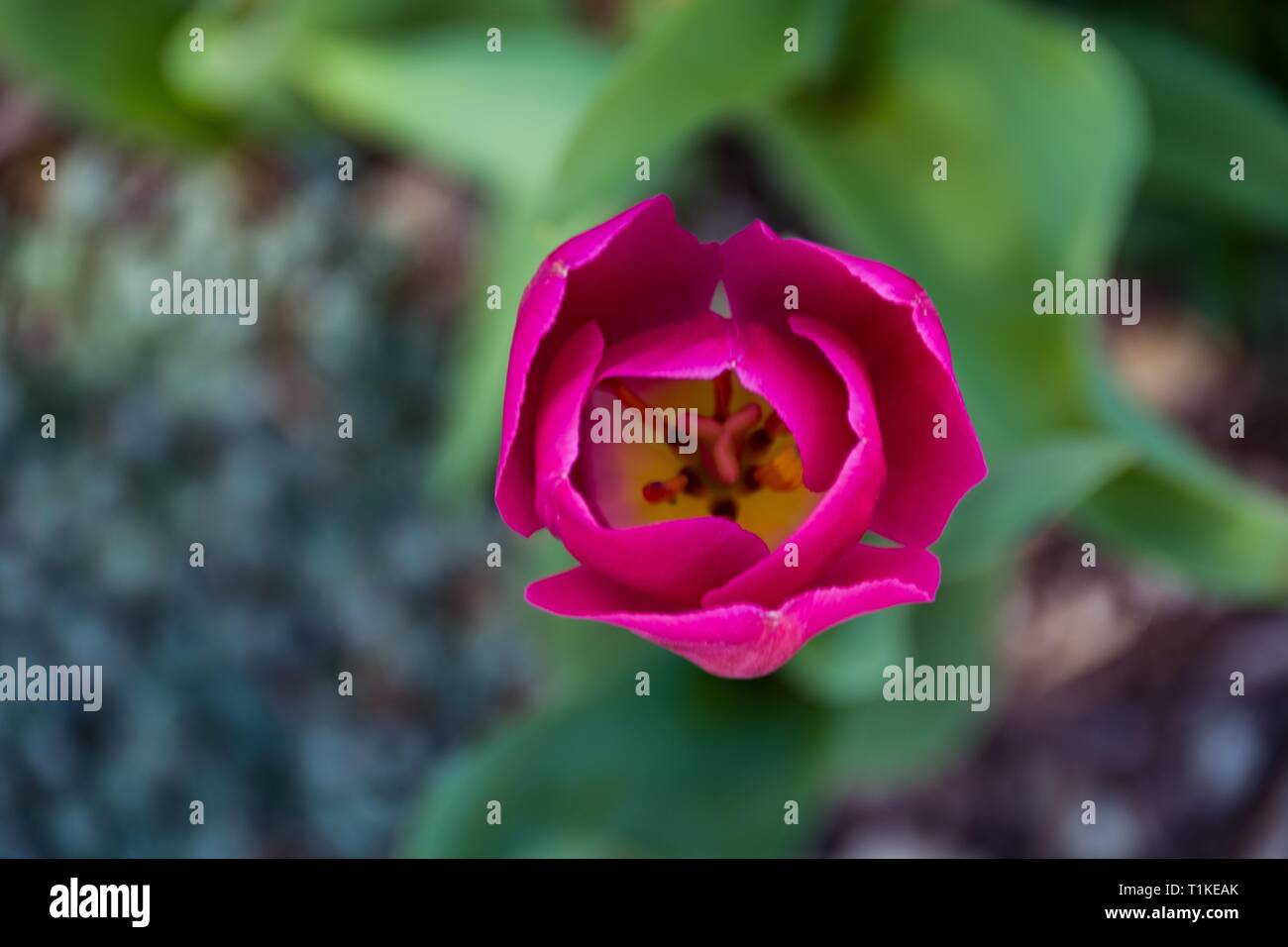 California fuchsia hi-res stock photography and images - Alamy