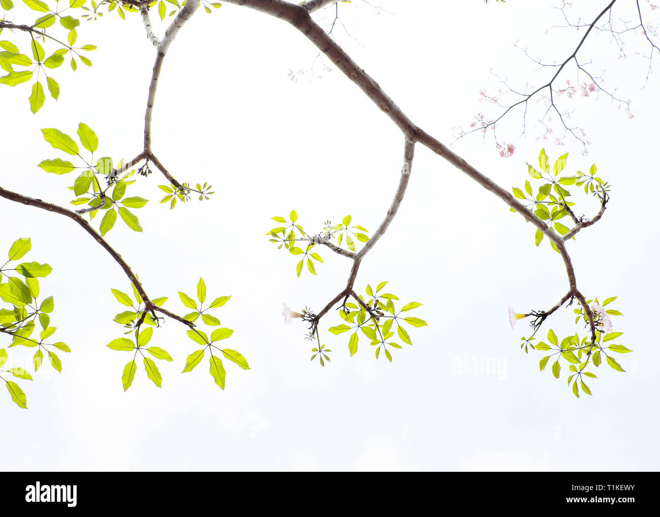 Tree top bottom view hi-res stock photography and images - Alamy