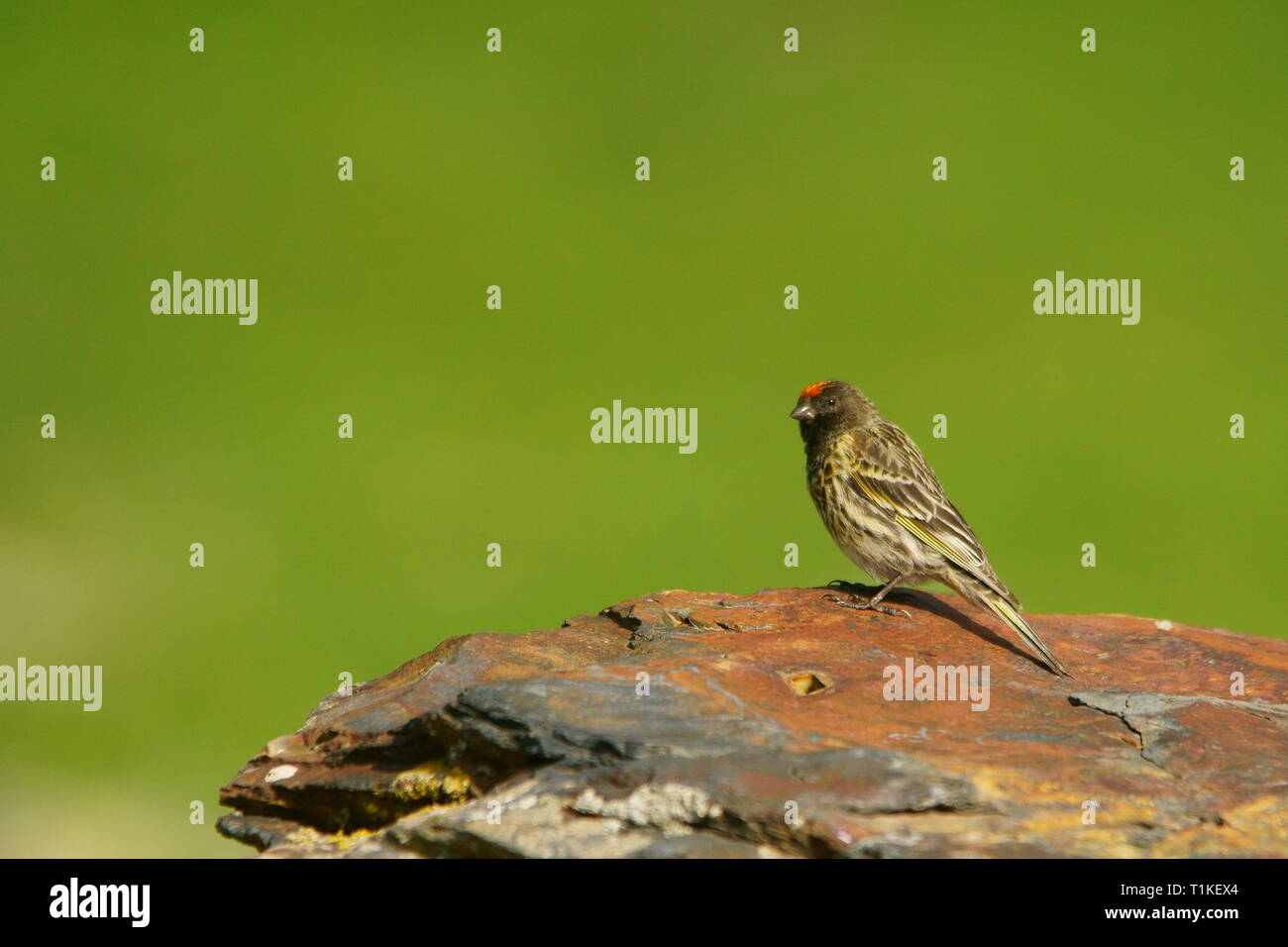 Fire serin hi-res stock photography and images - Alamy