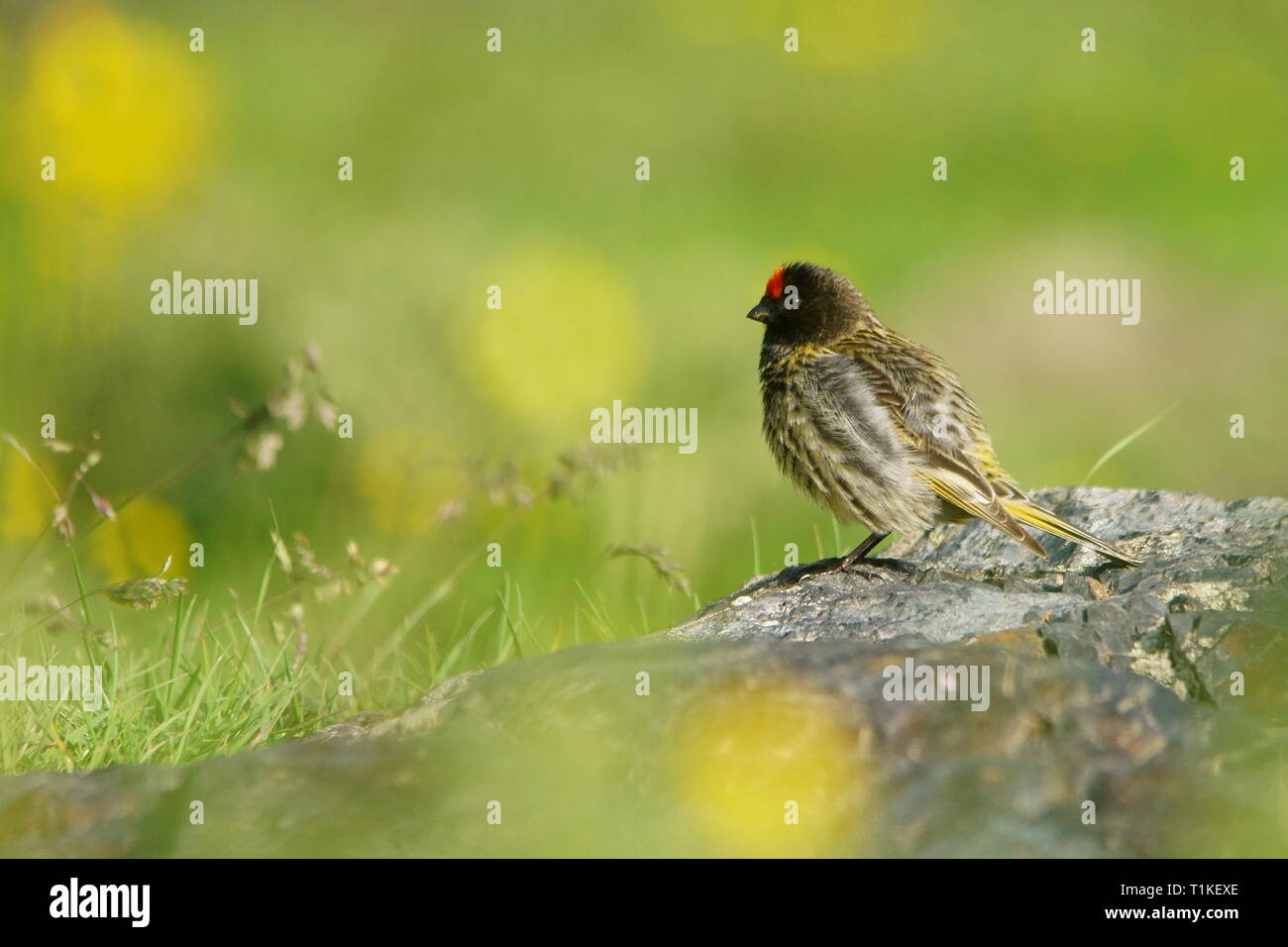 Fire-fronted Serin, Serinus pusillus, Stepancminda, Georgia Stock Photo ...