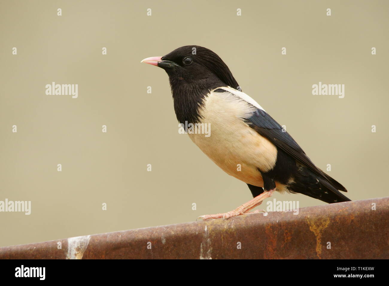 Rosy Starling / Pastor roseus Stock Photo - Alamy