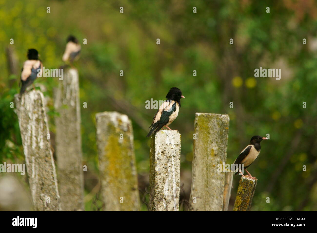 Rosy starling hi-res stock photography and images - Alamy