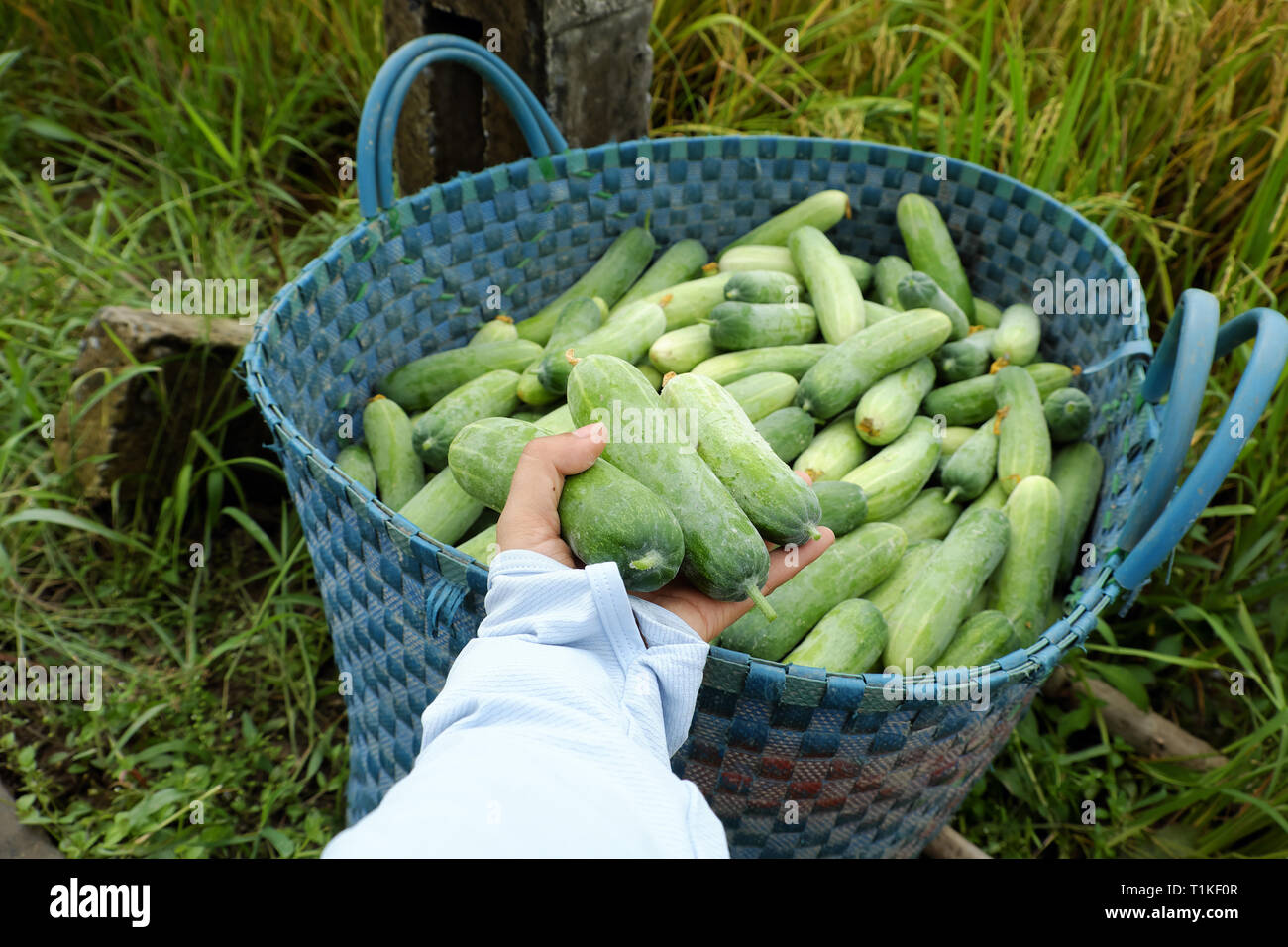 Basket of cucumber, an agriculture product just harvest at Long an ...