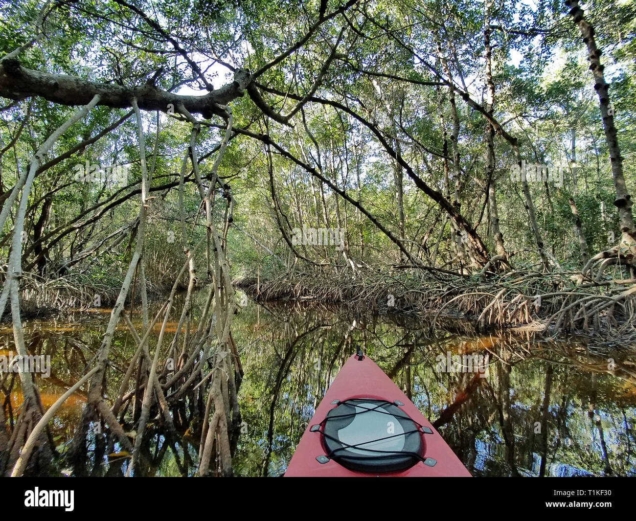 Red kayak in a mangrove tunnel between Coot Bay Pond and Coot Bay in ...
