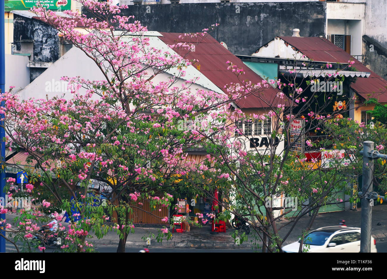 Street of Saigon in tabebuia rosea flower season, pink flower bloom ...
