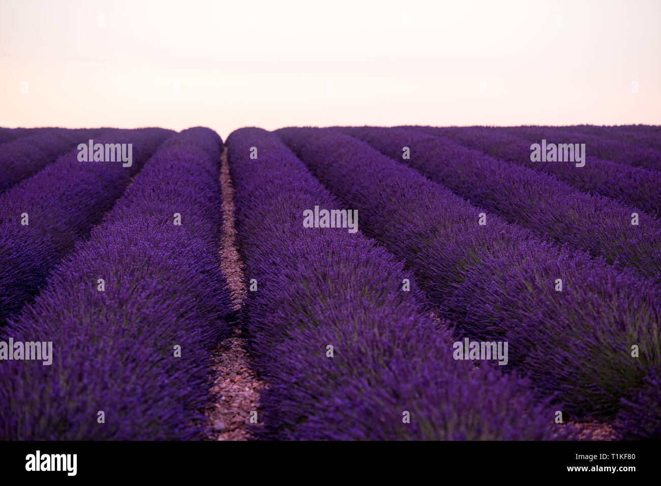 lavender field in summer purple aromatic flowers near valensole in provence france Stock Photo ...